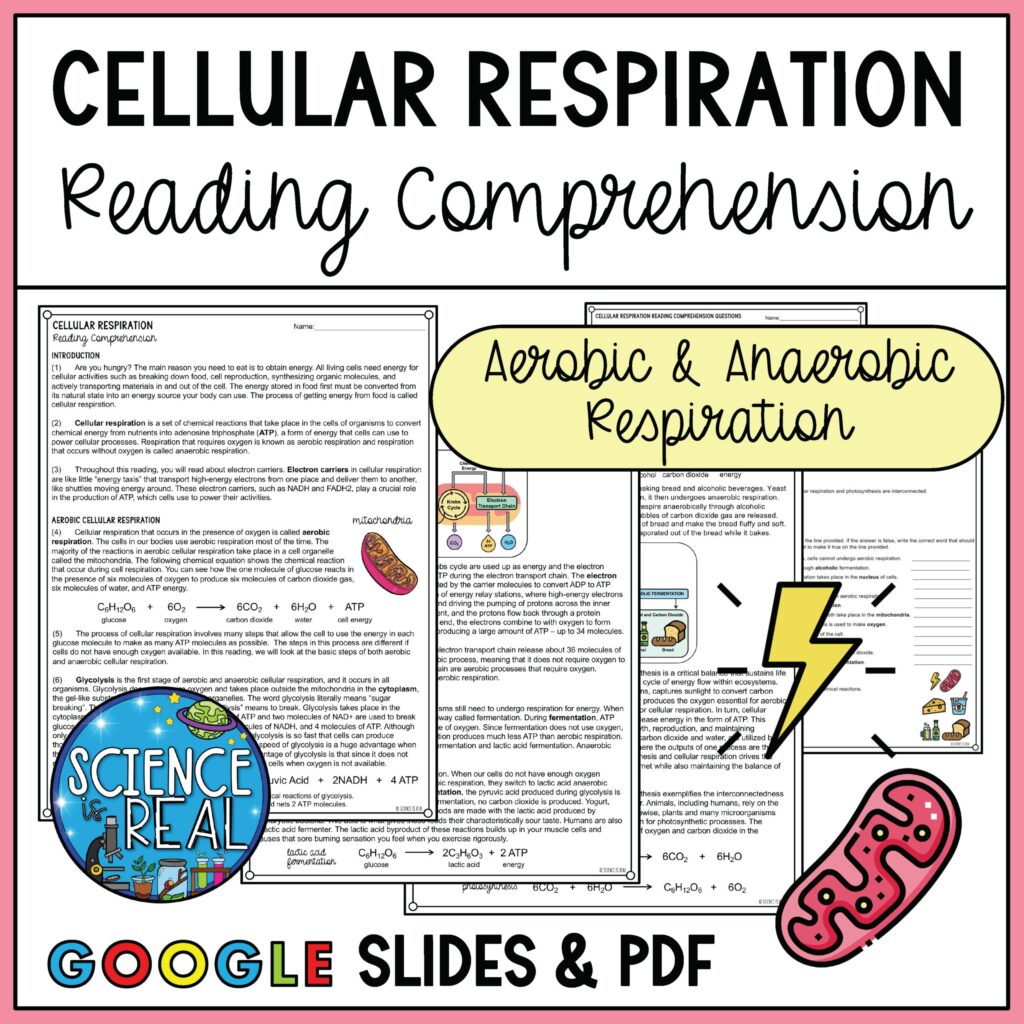 Cellular Respiration Reading Comprehension Worksheet - Free Printable ...