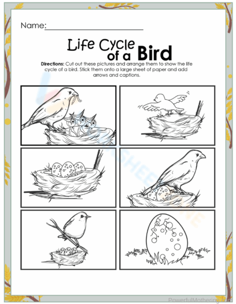 Free Printable Bird Life Cycle Worksheet - Free Printable Worksheets