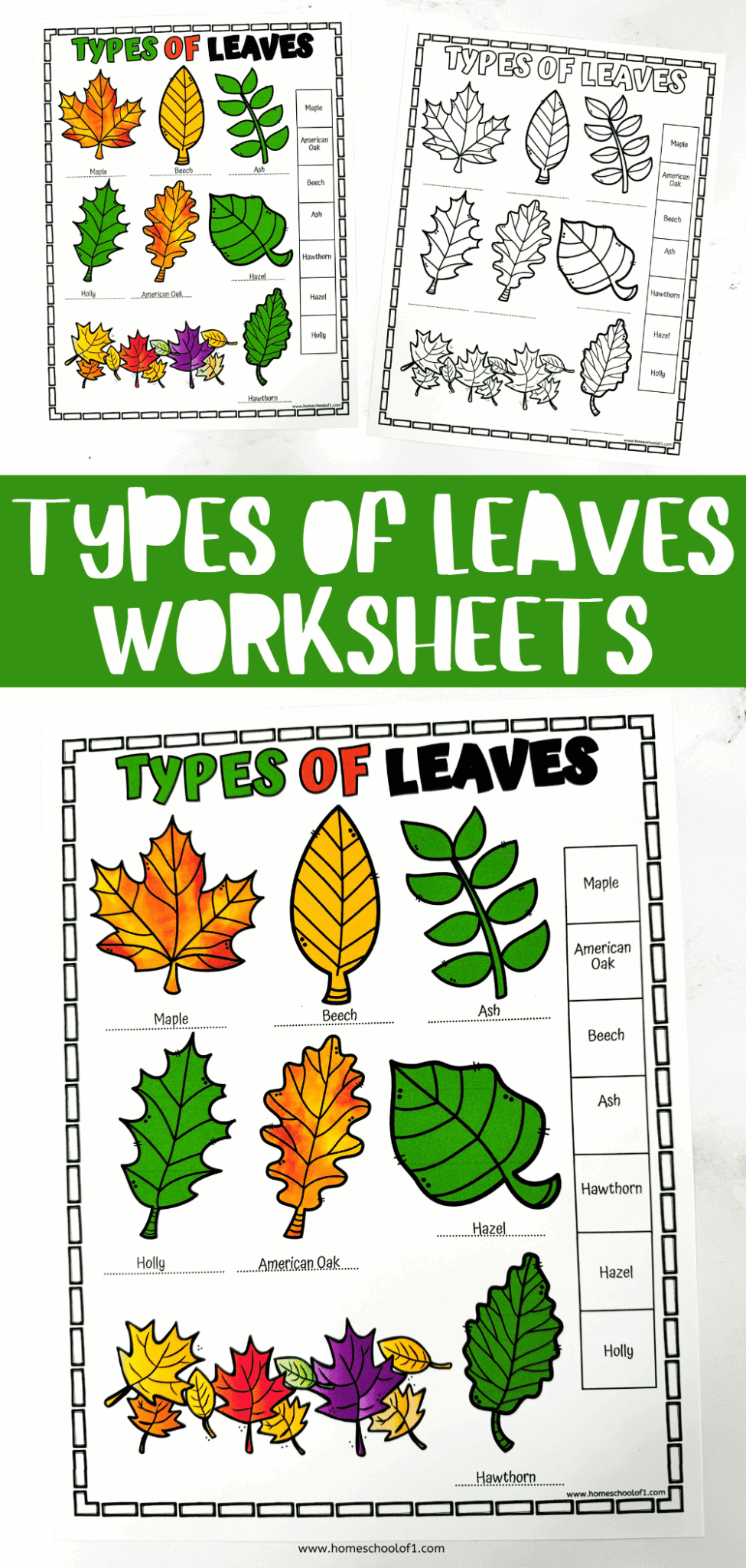 Free Worksheets On Classifying Leaves Printable - Free Printable Worksheets