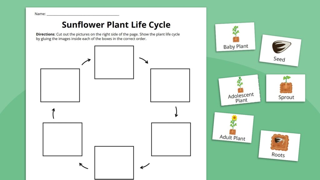 Free Printable Plant Growth Worksheets - Free Printable Worksheets